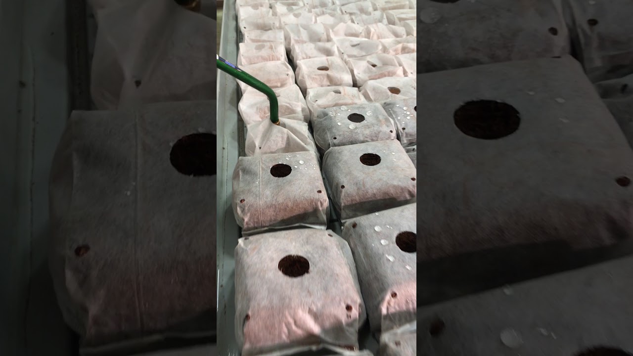 Hydrating the Char Coir Coco Cube - Commercial-style - YouTube