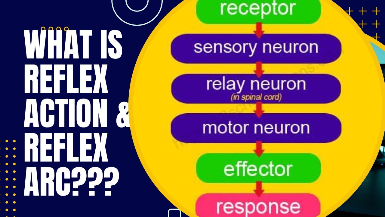 What is Reflex Action??? ||Concept of reflex arc || Flow chart of ...
