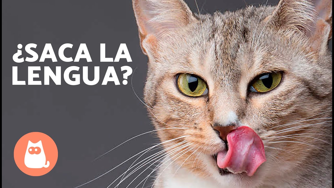 ¿Por qué mi GATO SACA la LENGUA? 🐱👅 (6 Causas) - YouTube