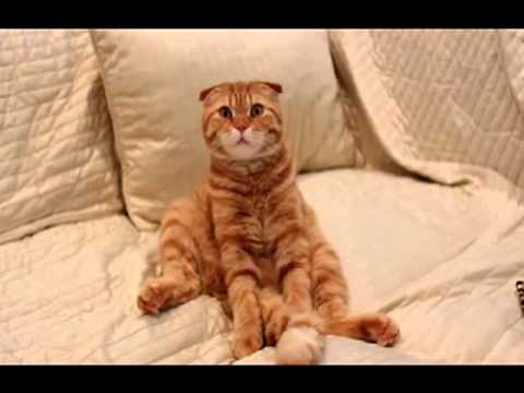 Garfield is real - YouTube