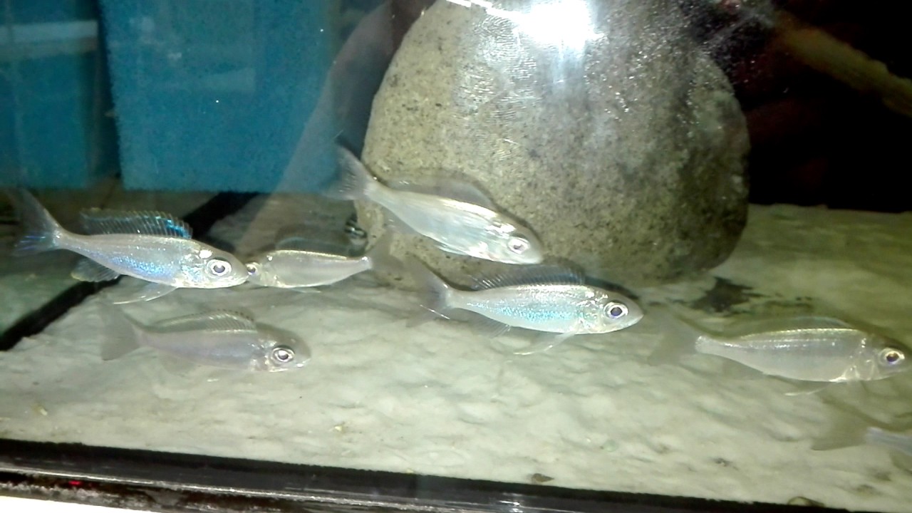 Cyathopharynx furcifer Resha - juvenile fish - YouTube