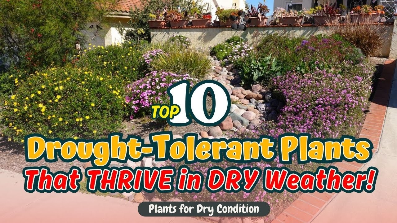 Top 10 Drought-Tolerant Plants That THRIVE in DRY Weather! 🌵🔥🌻 ...