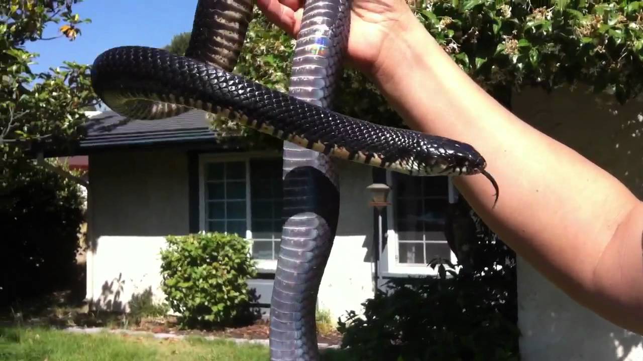 Breeder Female Mexican Redtail Indigo - YouTube