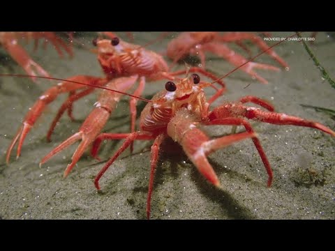 Divers capture photos of tuna crabs swarming San Diego coast - YouTube