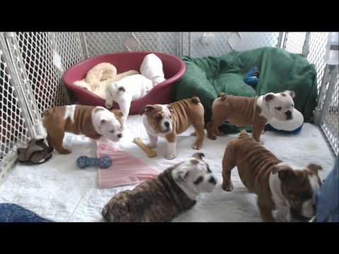 Bulldog Puppy Watch - Day 69