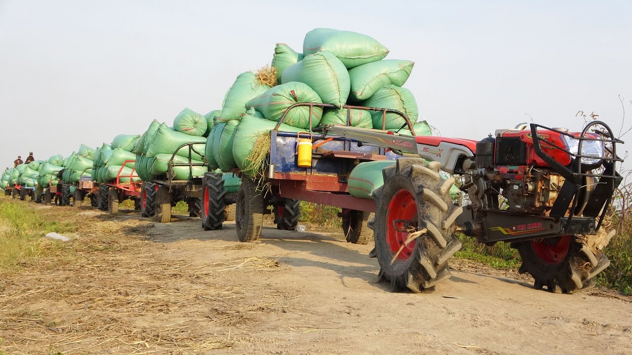 Power Mini Tractor Transport Rice In Field | គោយន្តច្រើនគ្រឿងដឹកស្រូវ ...