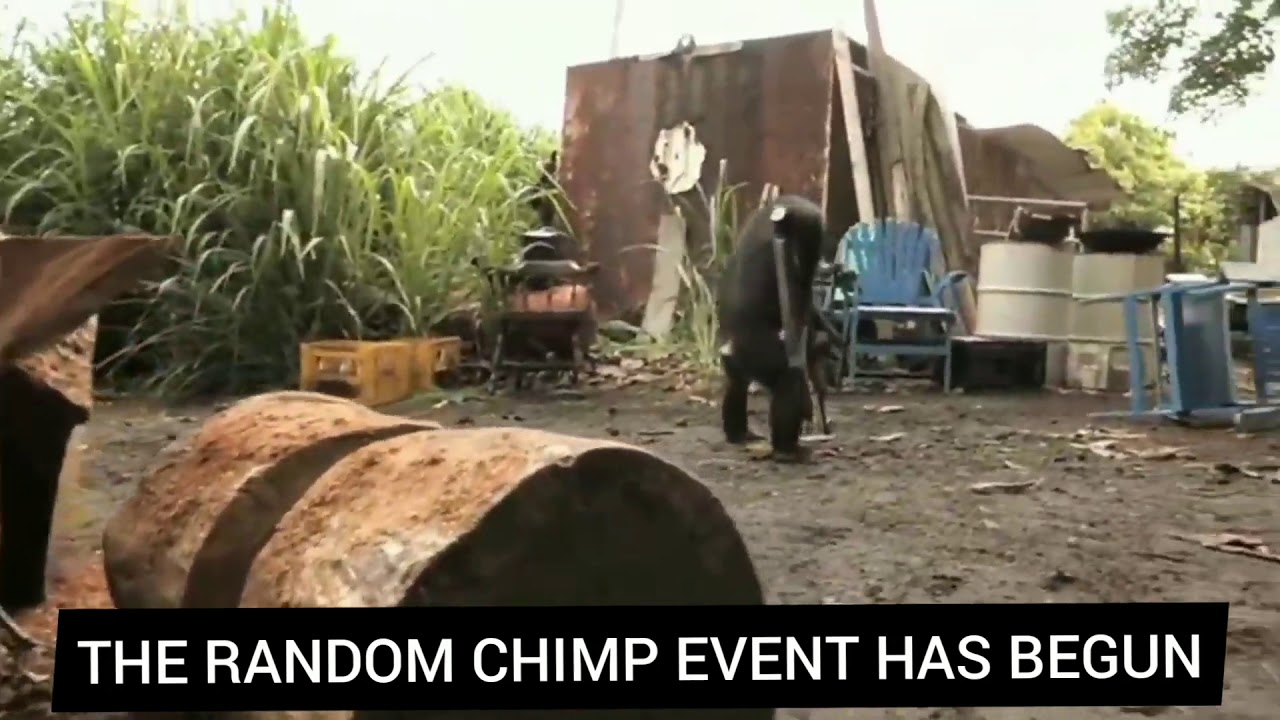 Random Chimp Event has started - YouTube