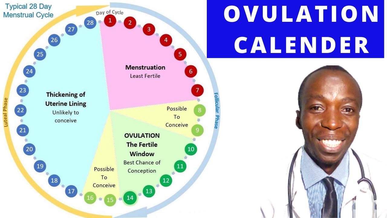 Signs Of Ovulation When Do You Ovulate Find Most Fertile Days signs-of-ovulation-when-do-you-ovulate-find-most-fertile-days