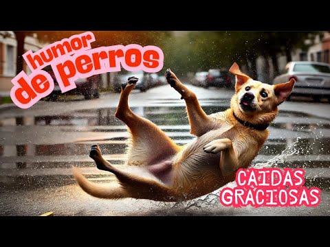 caidas graciosas de perros HUMOR DE PERROS - YouTube