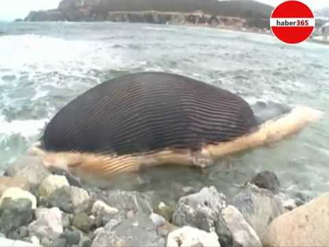 Balina Her An Patlayabilir!