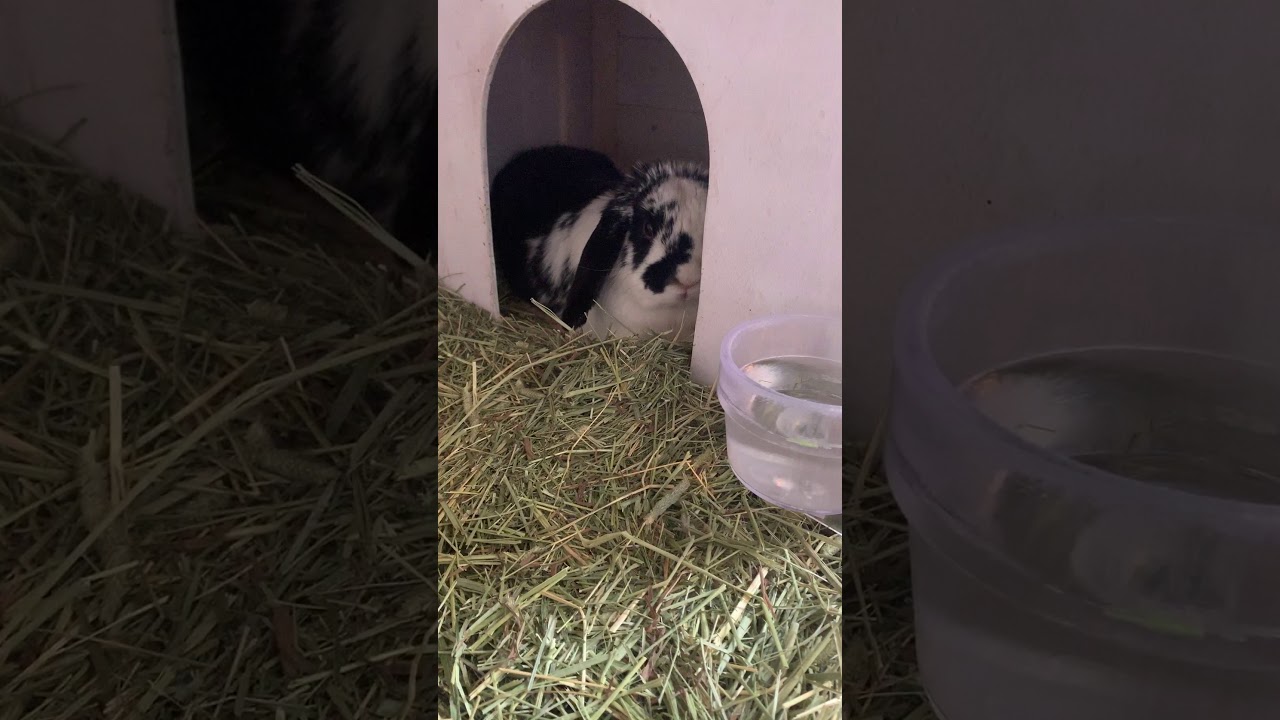 Oreo the bunny - YouTube