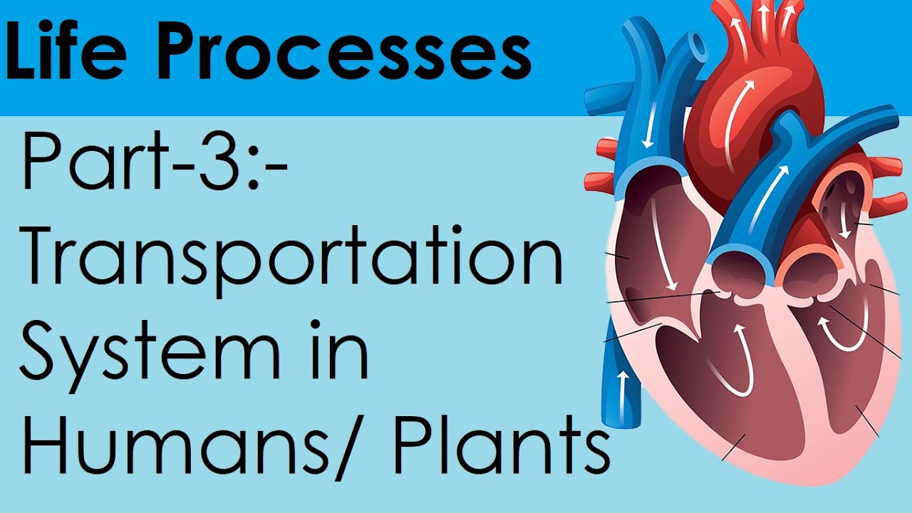 CIRCULATORY SYSTEM IN HUMAN/PLANTS || LIFE PROCESSES || PART 3 - YouTube