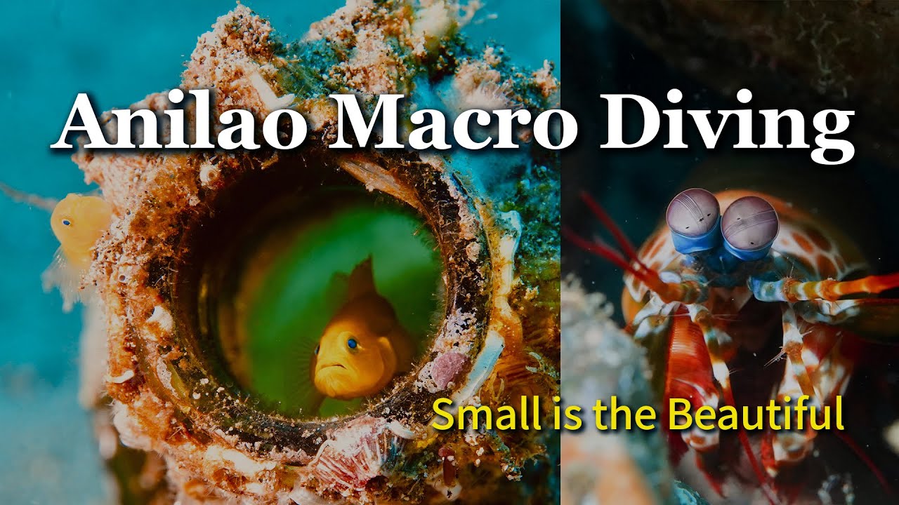Anilao Macro Diving, 2024 - YouTube