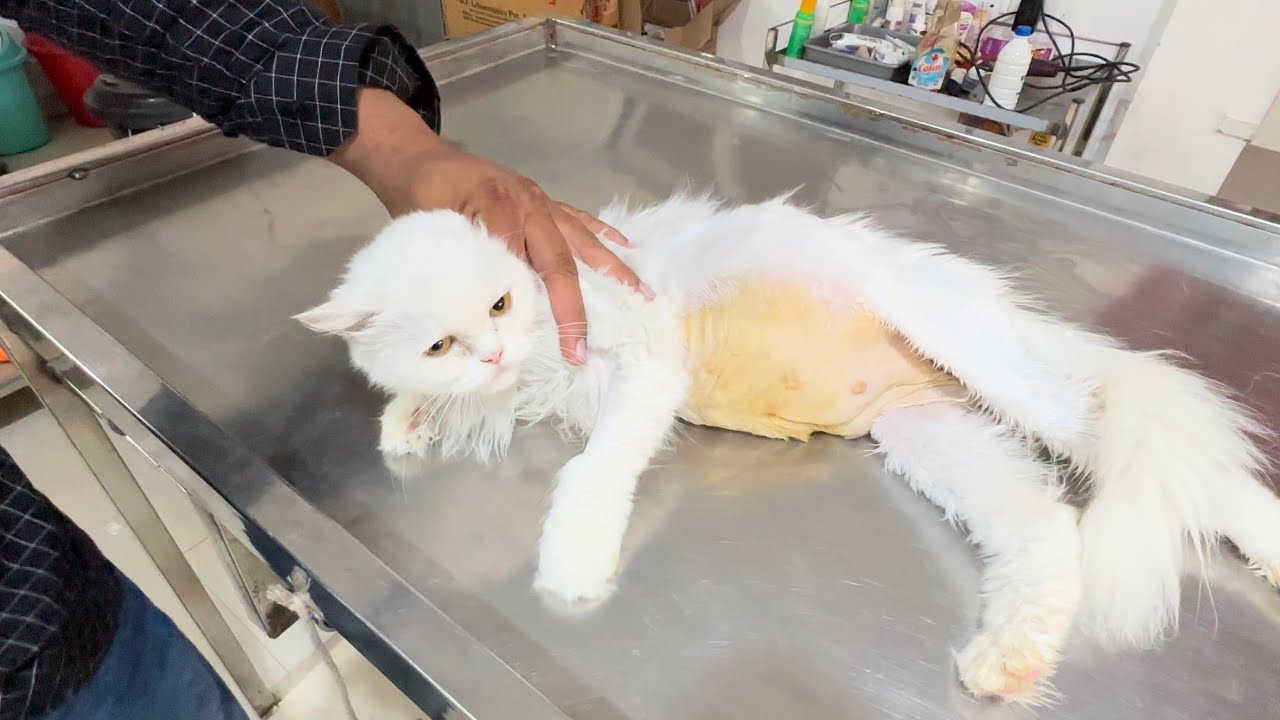 Cat cesarean section surgery || cat unable give birth after 72 days of ...