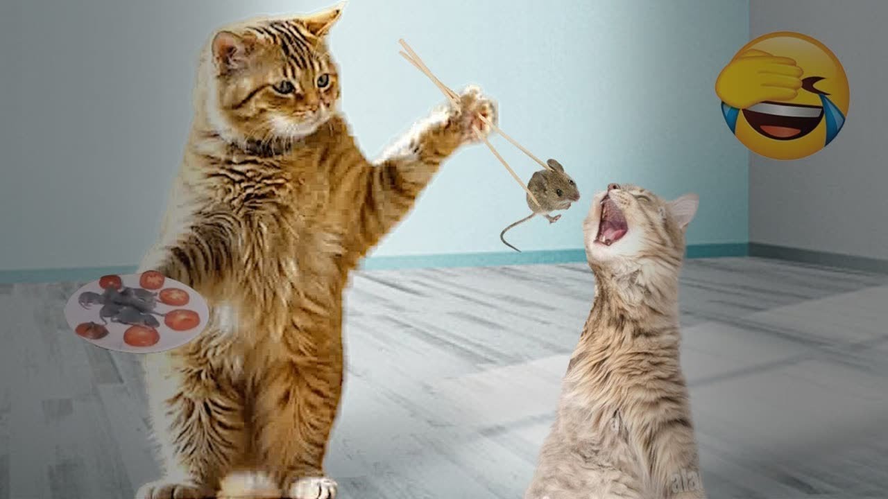 Hilarious Cat Fails That Will Make You Laugh Out Loud 😹🙀 Funny Cats ...