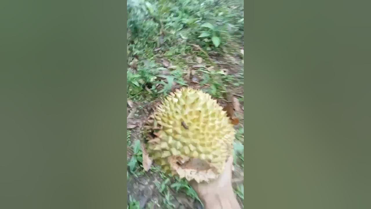 panen durian kalimantan - YouTube