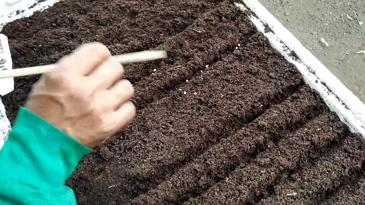 process of sowing small seeds - YouTube