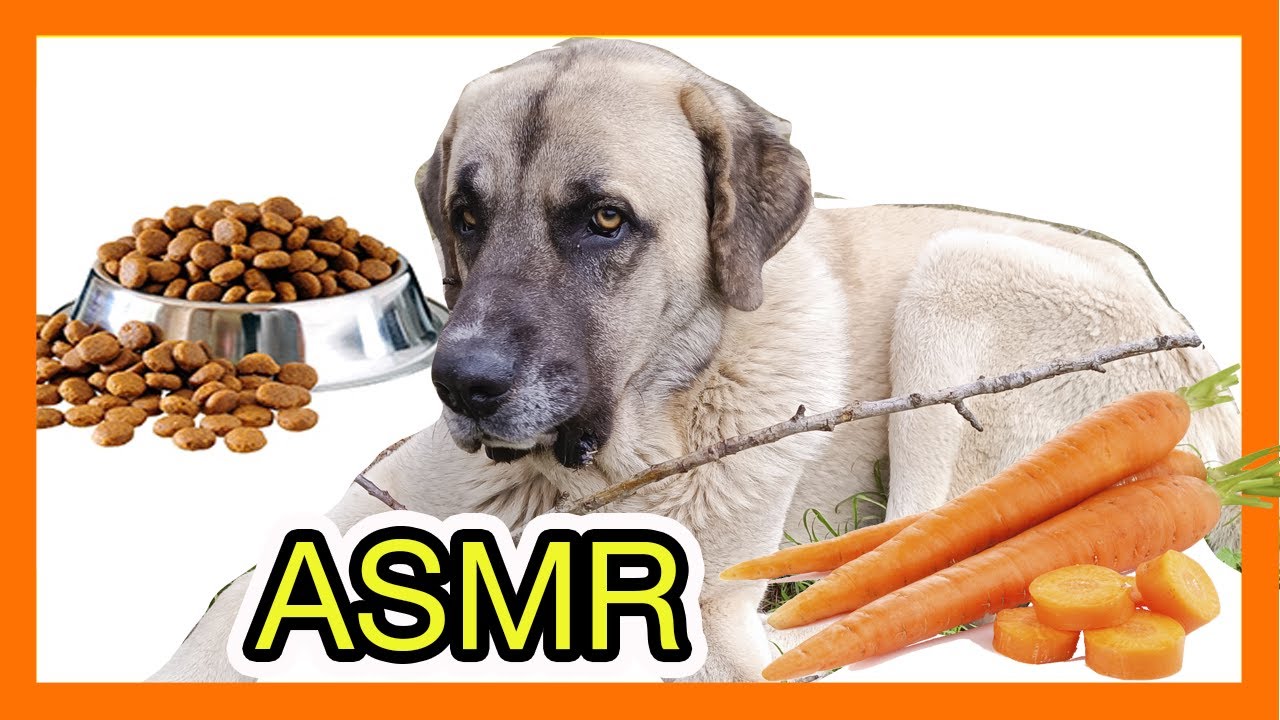 ASMR perro masticando pienso crujiente crunchi. Se comerá también la ...