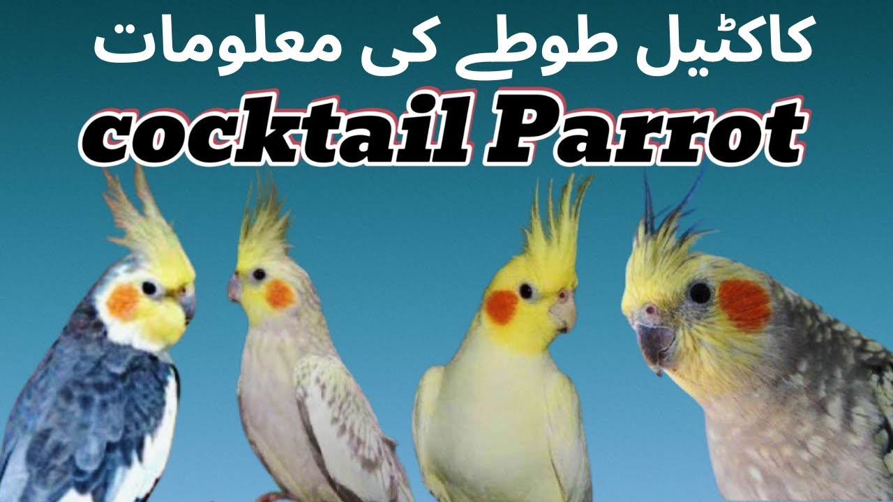 Cocktail Parrot all info || cocktail Parrot breeding info || cocktail ...