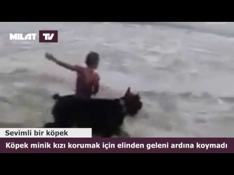 Köpek minik kızı korumak için elinden geleni ardına koymadı