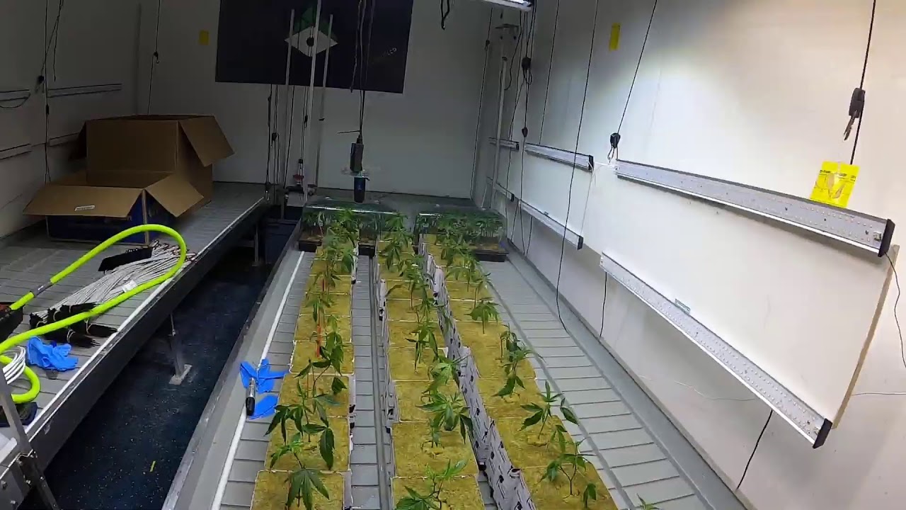 Transplanting new clones into rockwool! - YouTube