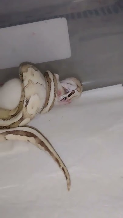 Ball Python Bites Rat | Head Shot #Reptiles #Snake #Feeding # ...
