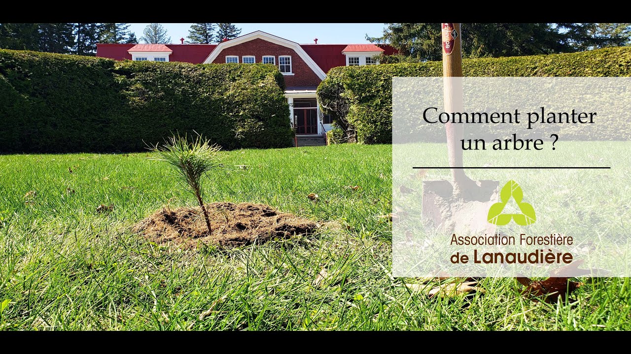 Comment planter un arbre - YouTube