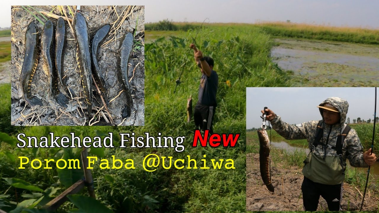 Porom Faba | Snakehead Fishing @ Uchiwa New - YouTube