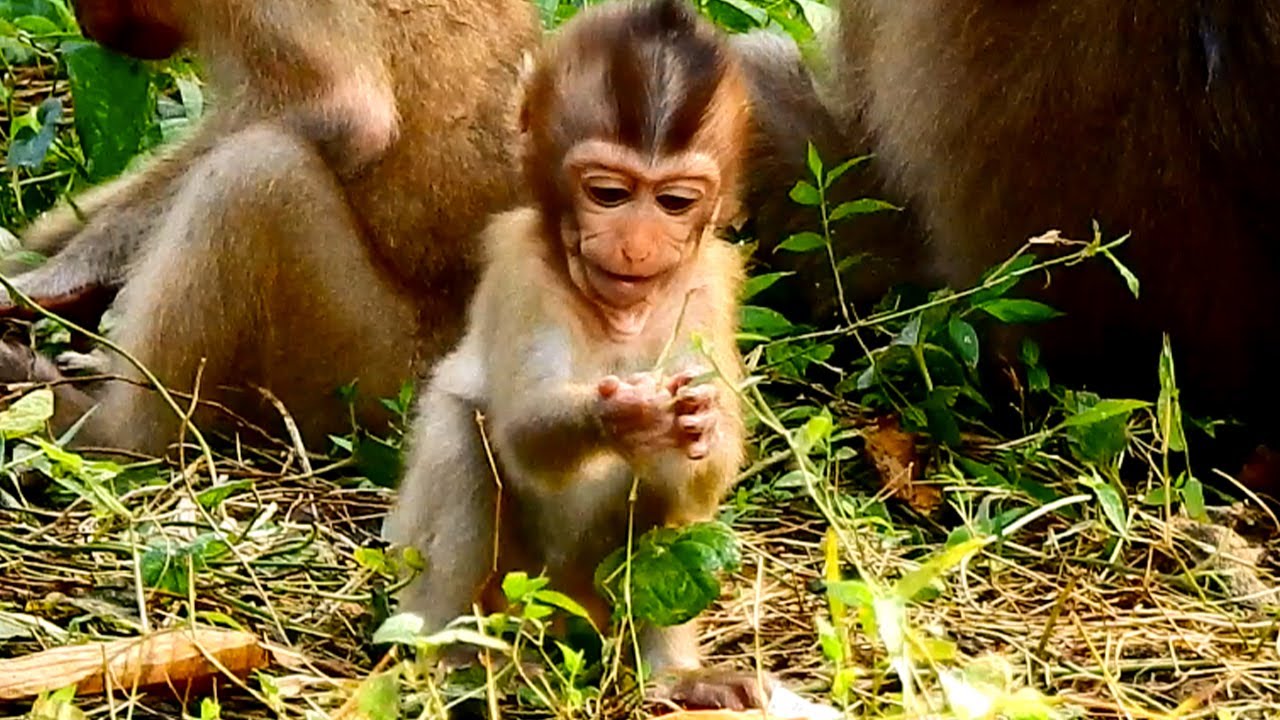 Most Happy Day !! Rainbow Monkey Still in Hope Mom Rose Monkey Come ...