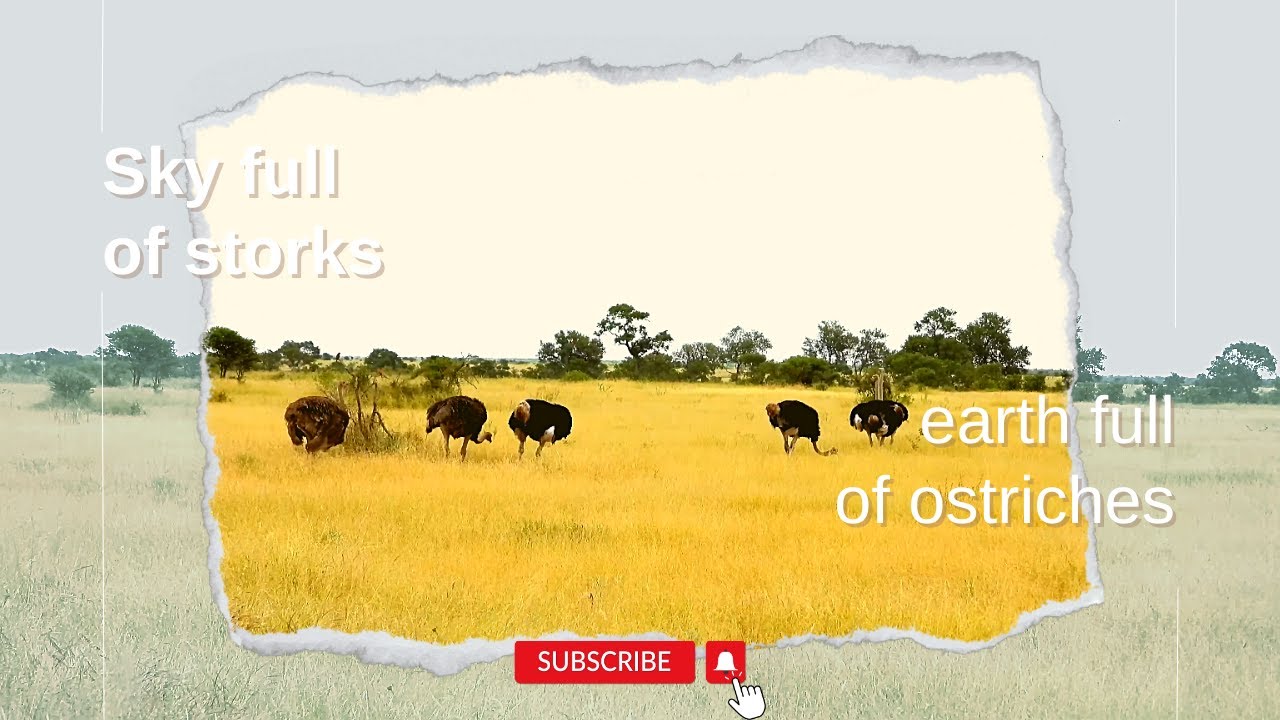 Sky full of storks and the earth full of ostriches - YouTube