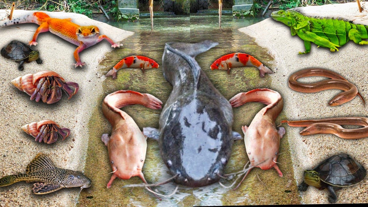 Wow Mancing Ikan Lele Albino Diluar Lubang Ada Lele Raksasa, Ikan Gabus ...