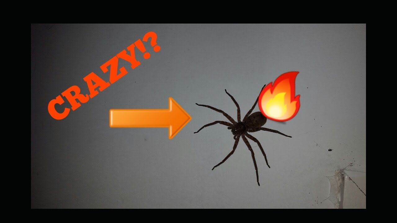 WE SET A SPIDER ON FIRE! - YouTube