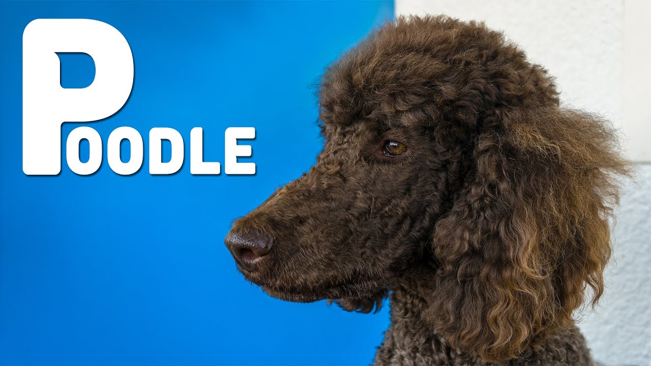 Poodle - A to Z Guide For A Poodle Owner - YouTube