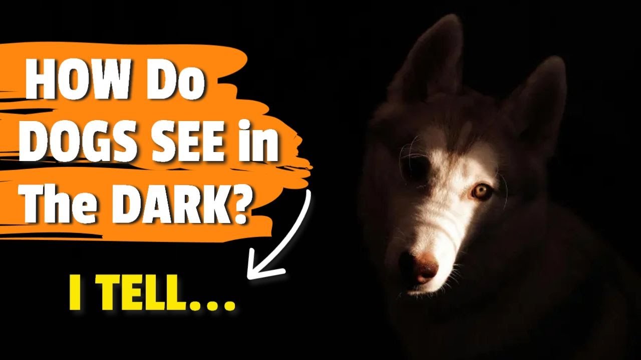 ¿HOW do dogs SEE in the DARK? 🐶🌒 Your Dog's Night Vision - YouTube