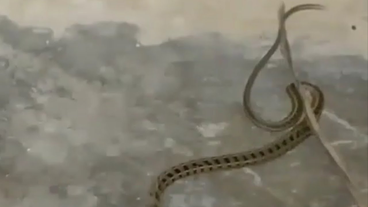 SUDDEN VARYING OF SPEED OF MOVING BARBADOS THREAD SNAKE/ BHRAMINY SNAKE ...