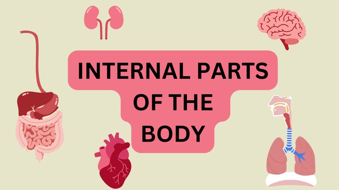 Internal parts of the body|| 15 basic internal parts of the body for ...
