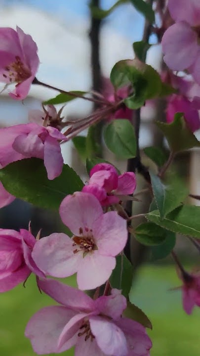 Здравствуй Лето.💐 #flowerworld #цветы #flowers - YouTube