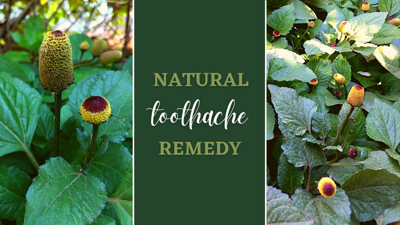 Toothache Plant | Natural Home Remedy For Toothache - YouTube
