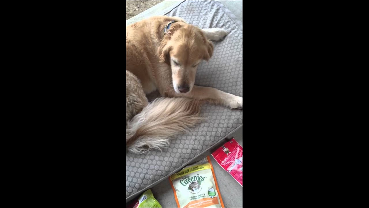 Denver the guilty dog 2 - YouTube