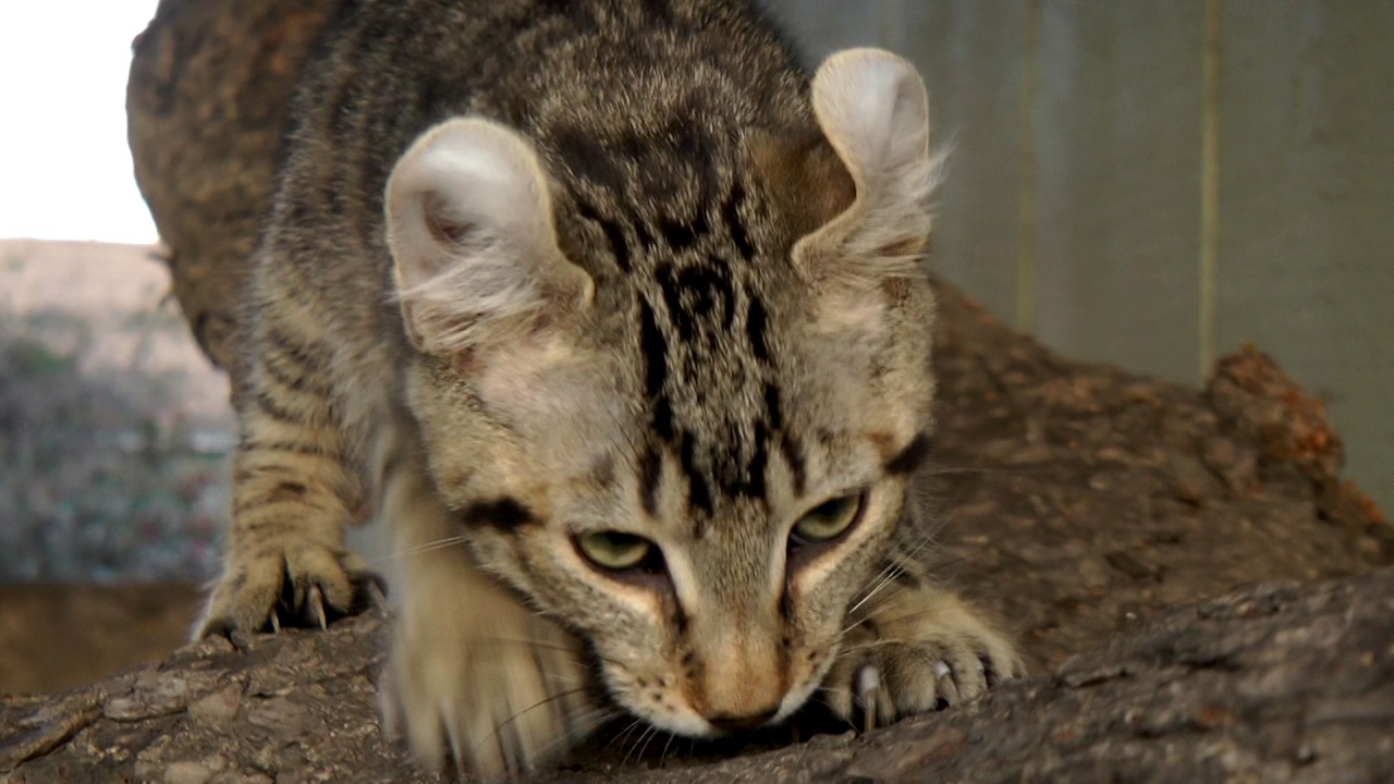Lynx Hybrid - Exotic Twin Kittens - YouTube