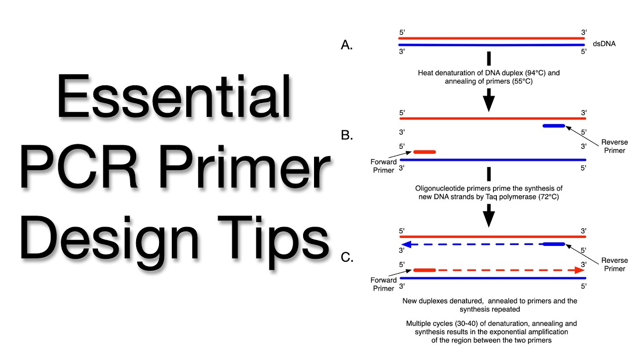 PCR Primer Design: Tips for Accurate DNA Amplification - YouTube