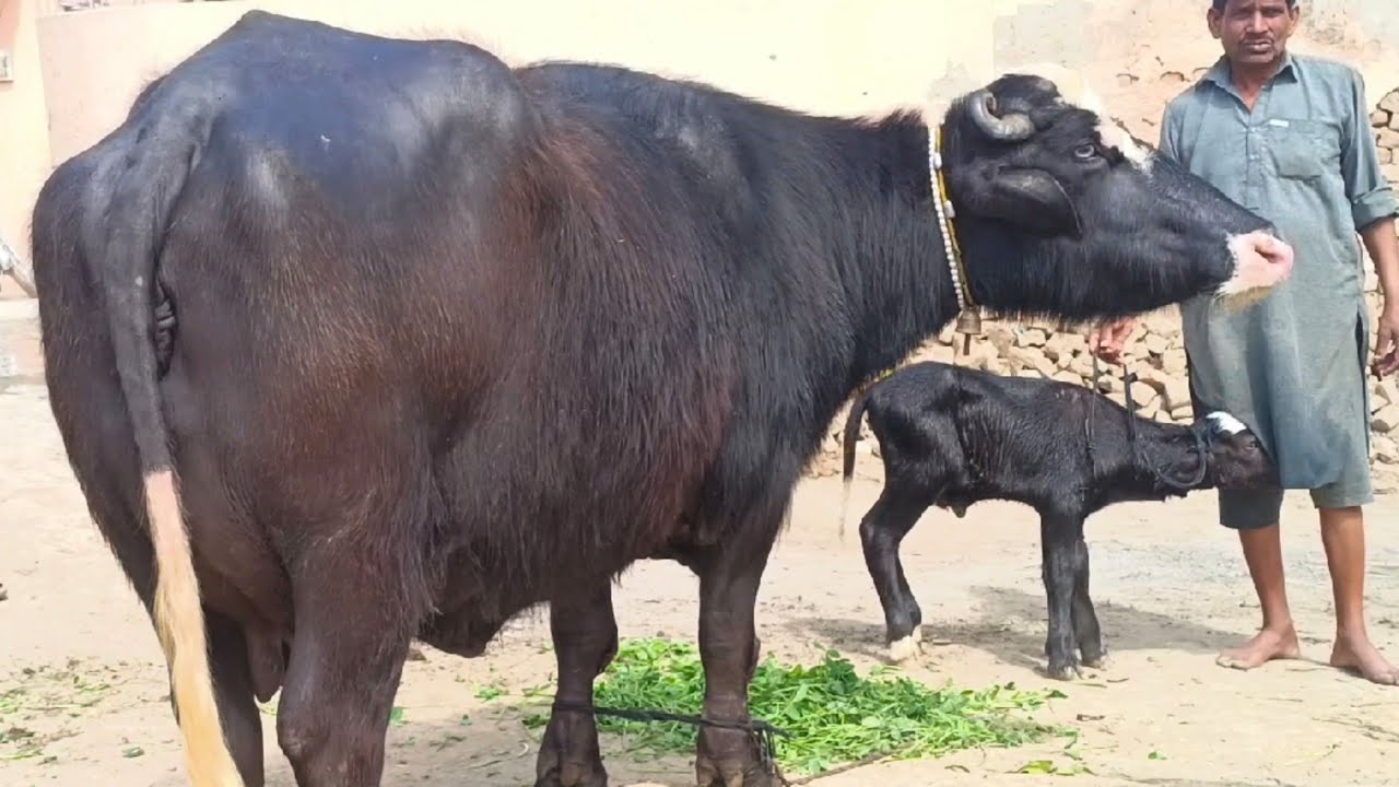 Beautiful Nili Buffalo's for sale in punjab pakistan on youtube 10 ...