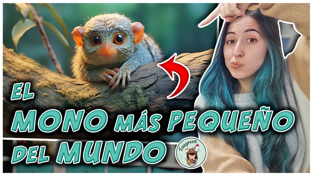 El MONO más PEQUEÑO y ADORABLE del MUNDO | Tití Pigmeo - YouTube