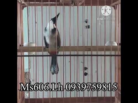 Ms606.giá 6tr2.Cuối tuần lên hàng thi tuần lông mới nết chơi rê chạy cầu thẳng găm dí đảo cầu ...