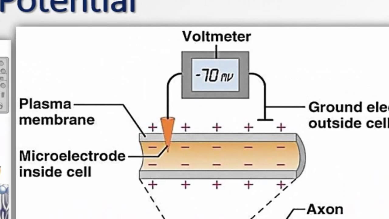 Resting membrane potential - YouTube