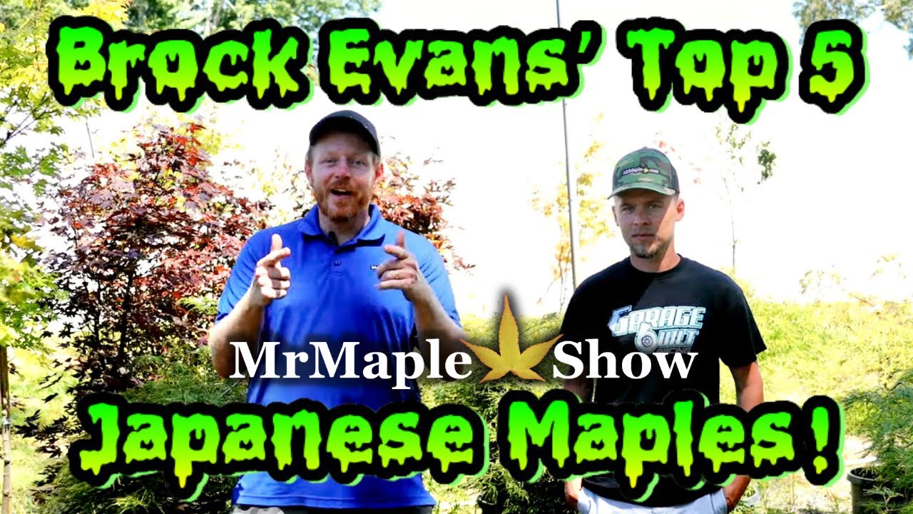 Brock Evans’ Fun Top 5 Japanese Maples! - YouTube