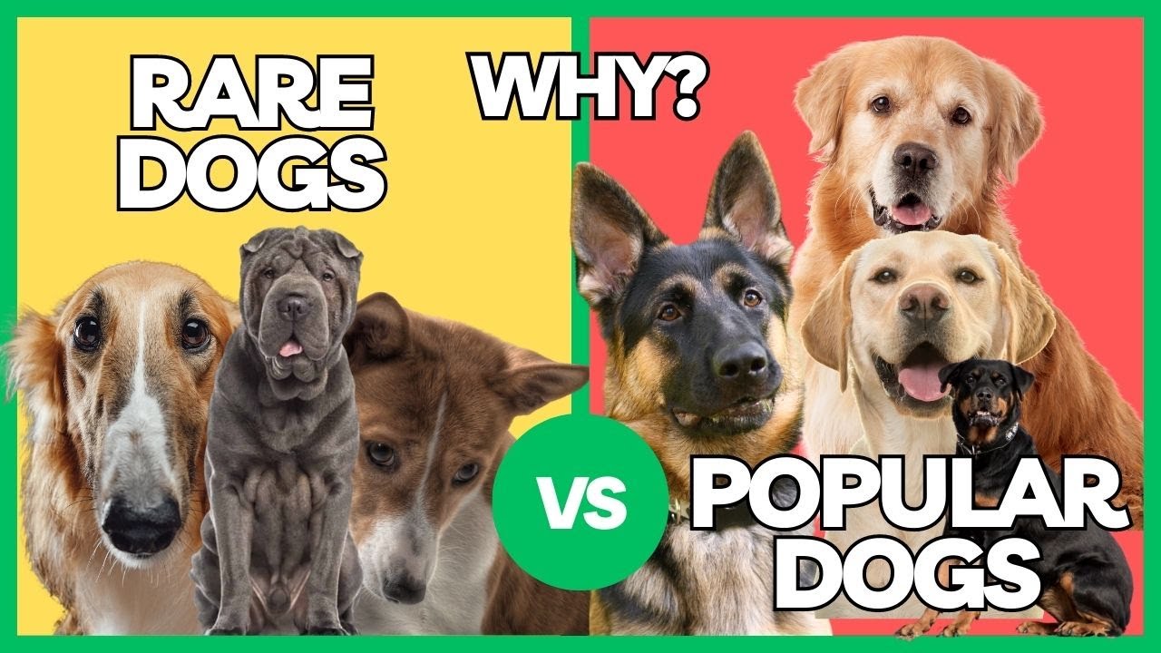 Why Some Dogs Are Rare and Some Are Popular | Rare Vs Popular Dog ...