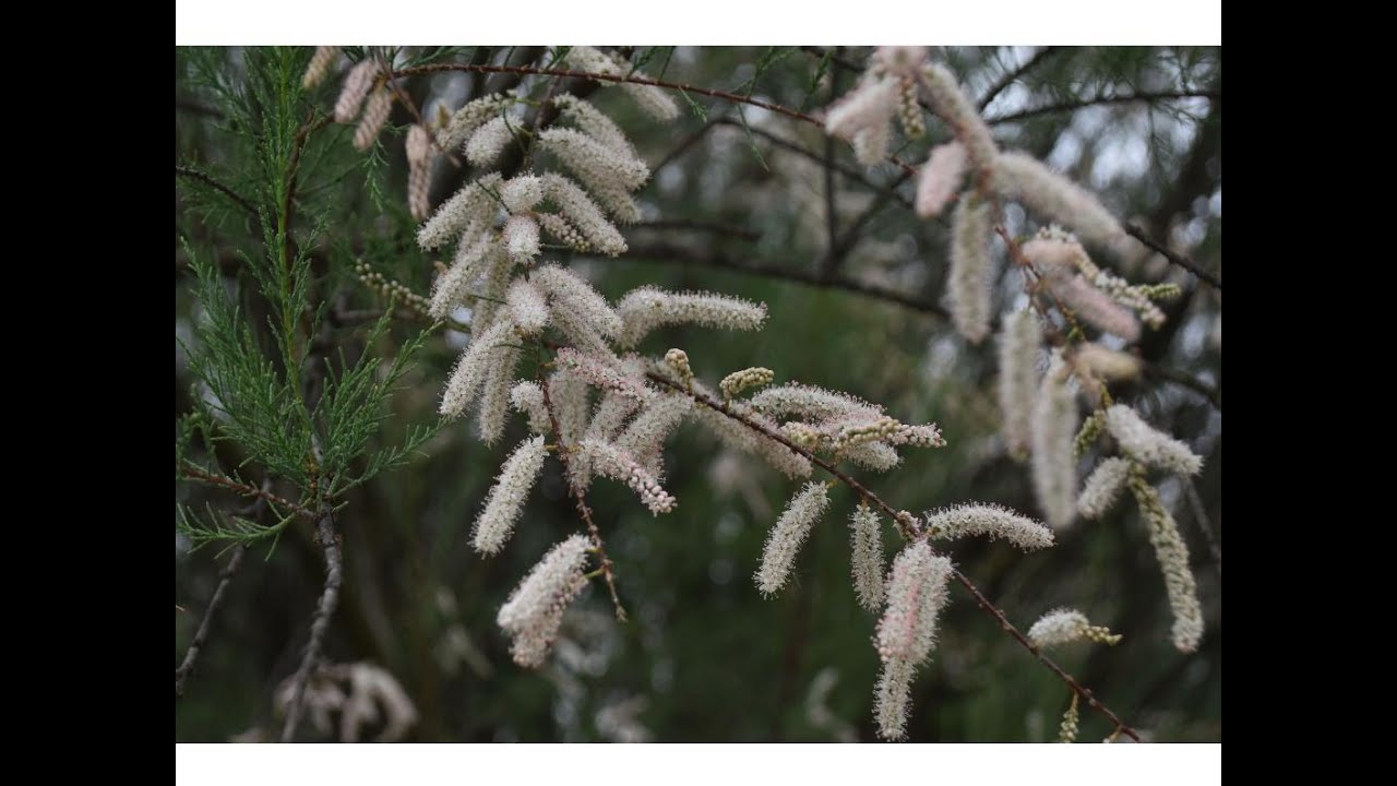 TARAY (Tamarix gallica) - YouTube