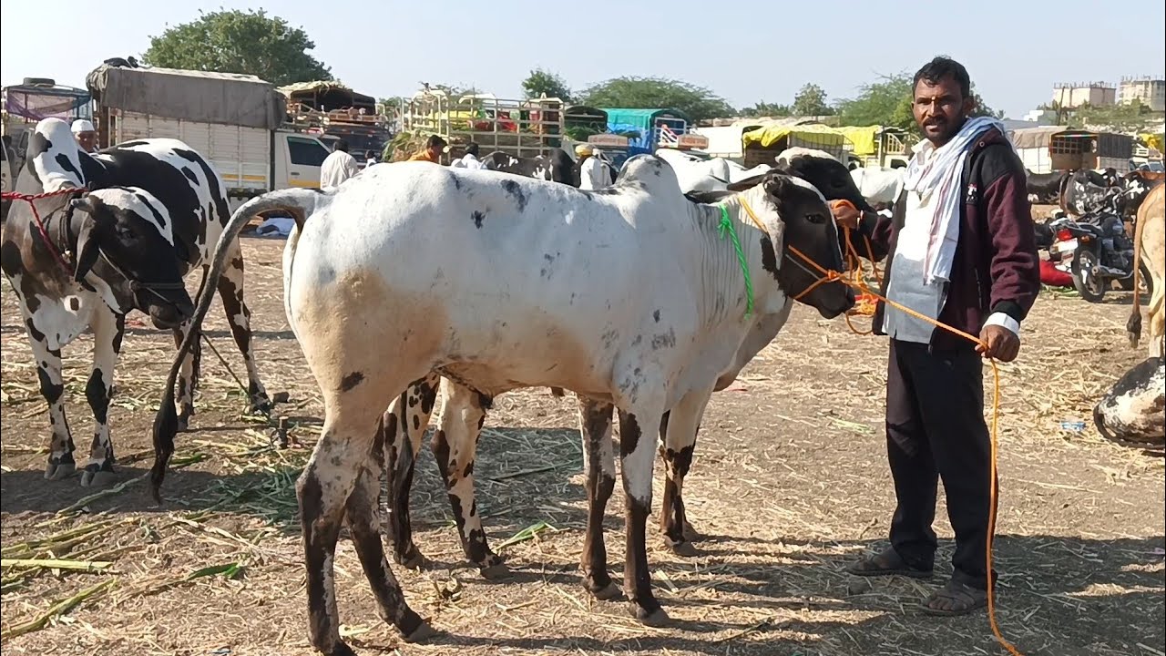 97637 47094 అల్లి మార్కెట్ మహారాష్ట్ర halli market Maharashtra हल्ली ...