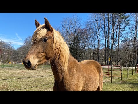 Horse meets mini donkeys for the first time #scares #funnyhorsevideos